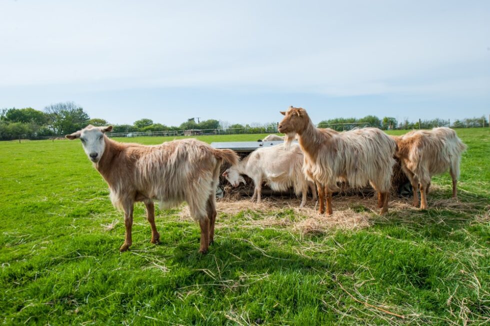 What Apple Tree Farm in North Devon looks like